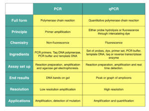 Differences between PCR vs qPCR – Genetic Education