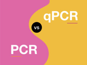 Differences between PCR vs qPCR – Genetic Education