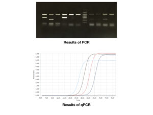 Differences between PCR vs qPCR – Genetic Education