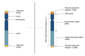 What is Y Chromosome Microdeletion and How Does it Occur? – Genetic ...