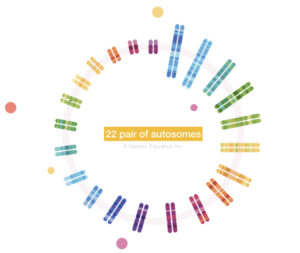 What are Autosomes? Definition, Meaning, Genes, Inheritance and ...