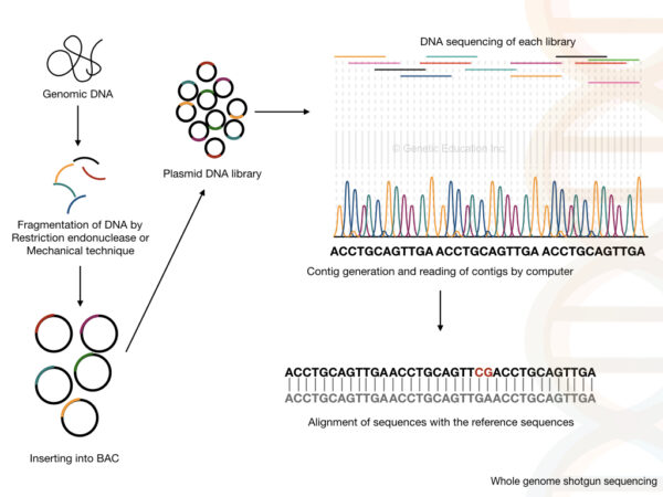 The Human Genome Project: Aims, Objectives, Techniques and Outcomes ...