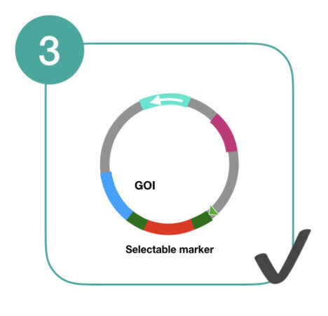 Gene cloning: Definitions, Steps, Procedure, Applications and ...
