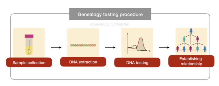What is Genetic Hacking? – Genetic Education