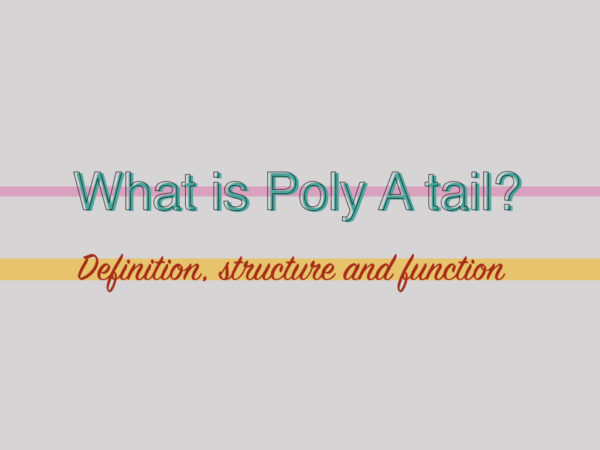 What is Poly-A tail?- Definition, Structure and Function – Genetic ...
