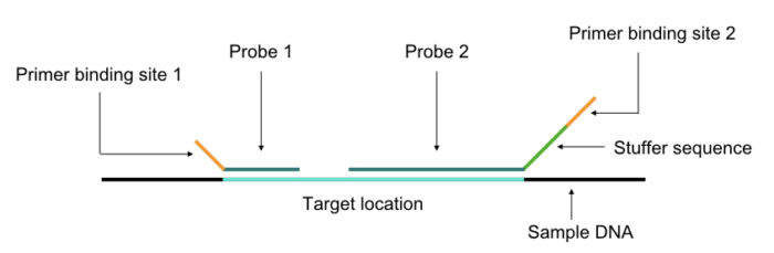 MLPA- Multiplex Ligation-dependent Probe Amplification- Process and ...