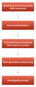 The Concept of ChIP-Seq (ChIP-Sequencing) Explained – Genetic Education