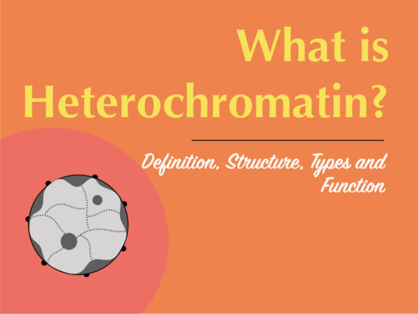 What is Heterochromatin?- Constitutive and Facultative Heterochromatin ...