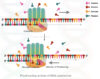 How DNA “Proofreading” Occurs During Replication?- 4 Ways It Happens ...