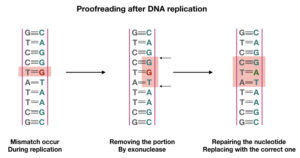 How DNA “Proofreading” Occurs During Replication?- 4 Ways It Happens – Genetic Education