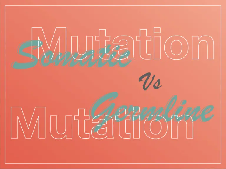 What is Somatic and Germline Mutation? – Genetic Education