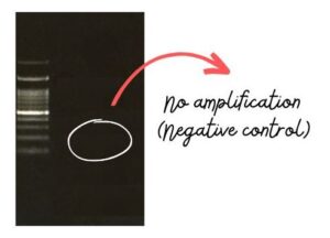 Type of PCR Controls- Negative, Positive and Internal Controls ...