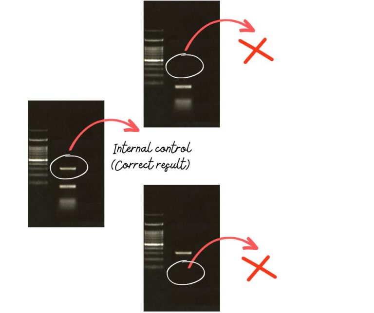 Type of PCR Controls- Negative, Positive and Internal Controls ...