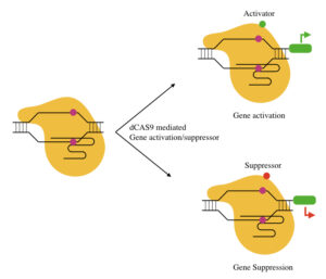 dCAS9 (Dead CAS system): Concept, Functions and Applications – Genetic ...