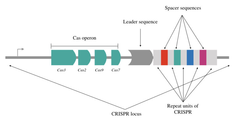 How does the CRISPR-Mediated Adaptive Immune System Work in Bacteria ...