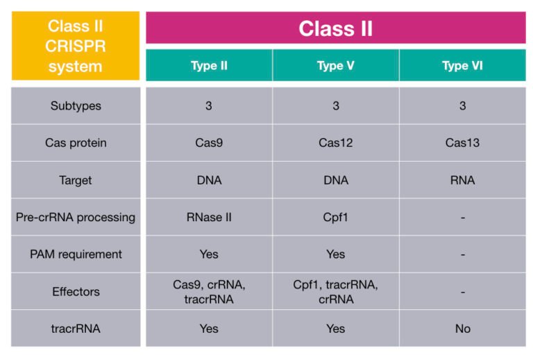 How does the CRISPR-Mediated Adaptive Immune System Work in Bacteria ...