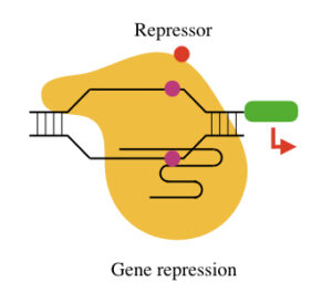 What is CRISPRi or CRISPR interference? – Genetic Education