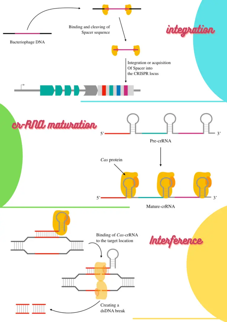 How does the CRISPR-Mediated Adaptive Immune System Work in Bacteria ...