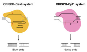 CRISPR-Cpf1(Cas12a) Gene-Editing System- Explained – Genetic Education