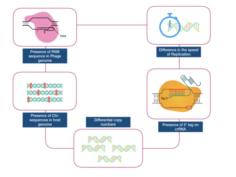 How does the CRISPR CAS9 System Distinguish Self vs Nonself DNA?- 7 ...