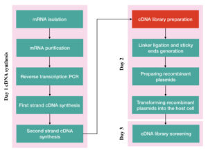 The Process of cDNA Synthesis and cDNA Library Preparation