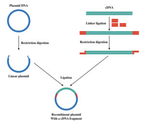 The Process of cDNA Synthesis and cDNA Library Preparation