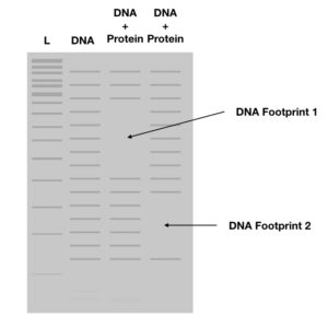 What is DNA footprinting?- Principle, Steps, Process and Applications ...