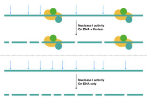 What is DNA footprinting?- Principle, Steps, Process and Applications ...