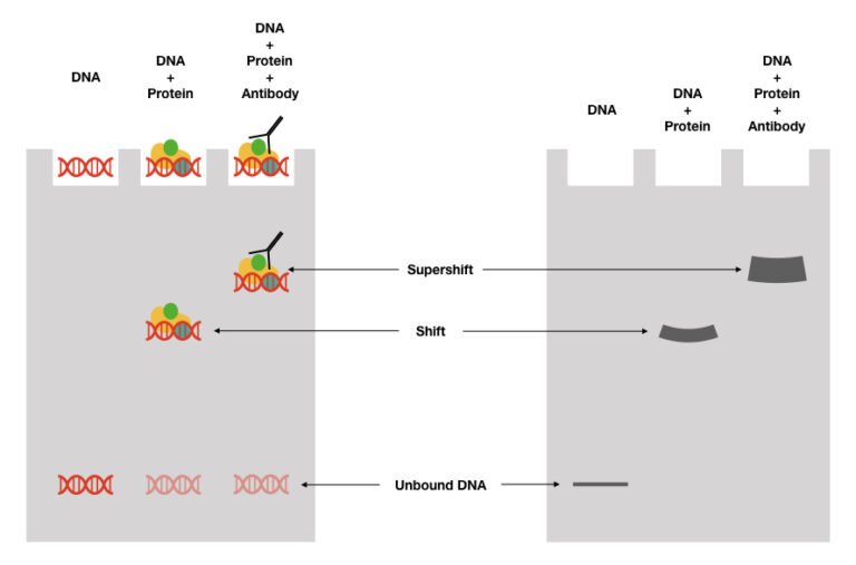What is Gel Shift Assay or EMSA? – Genetic Education