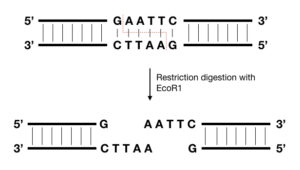 Genomic DNA Library- Preparation and Applications – Genetic Education