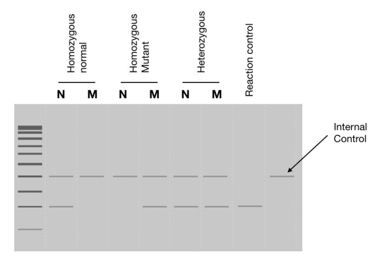 6 Optimizations to Improve the PCR Genotyping – Genetic Education