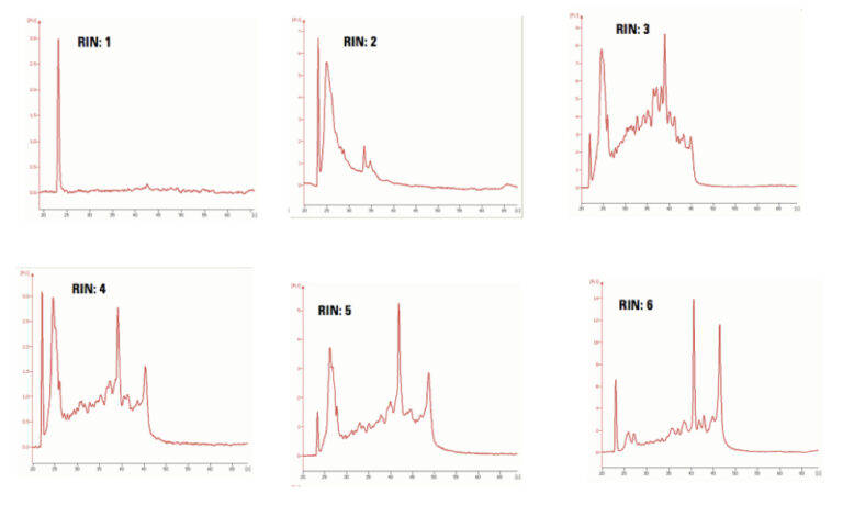 5 Interpretation Manifests RNA Degradation – Genetic Education