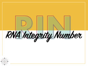 What is RNA Integrity Number (RIN)? and Why It Is Important? – Genetic ...