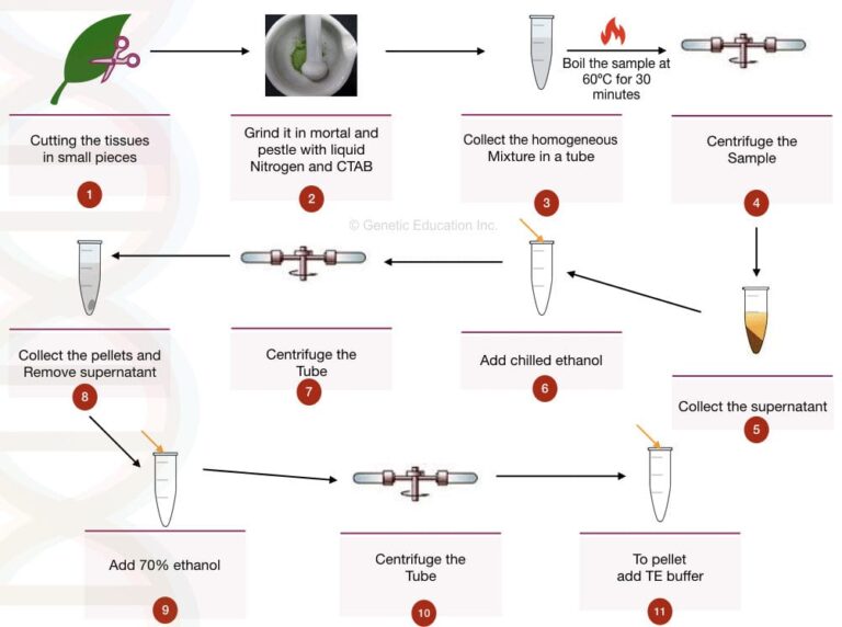 Why is DNA Extraction From Plants Difficult? (With Possible Solutions ...