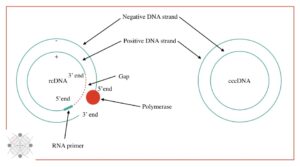 Full Form of 10 Types of DNA – Genetic Education