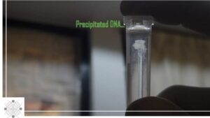 10 Different Types of DNA Extraction Methods (Updated)