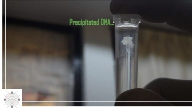 10 Different Types of DNA Extraction Methods (Updated)