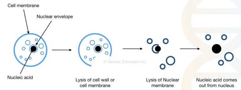 10 Different Types of DNA Extraction Methods (Updated)