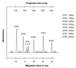 What is Electropherogram? How to Read it? – Genetic Education