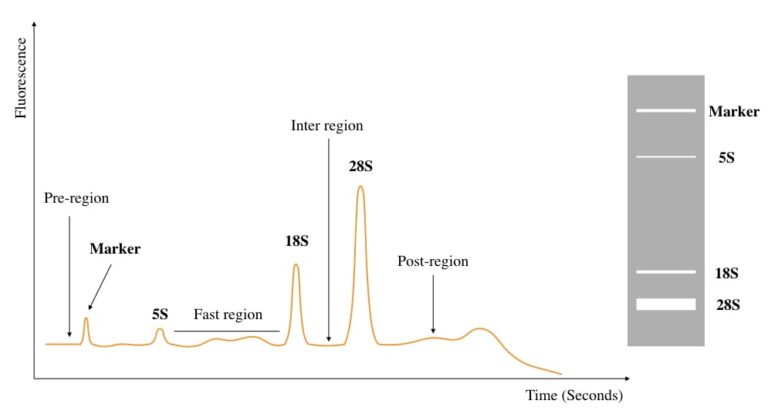 What is Electropherogram? How to Read it? – Genetic Education