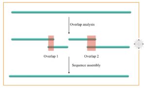What is 'Sequencing Read' in NGS? – Genetic Education