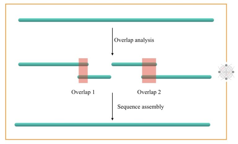 What is 'Sequencing Read' in NGS? – Genetic Education