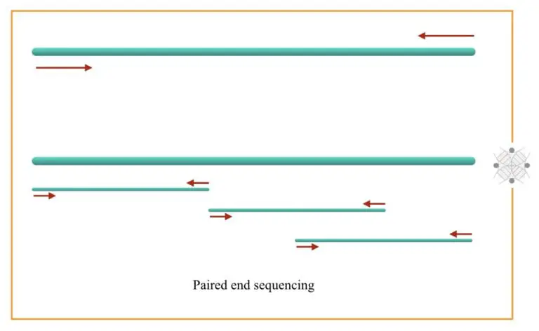 What is 'Sequencing Read' in NGS? – Genetic Education