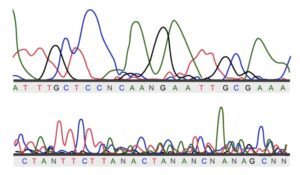 What is Electropherogram? How to Read it? – Genetic Education