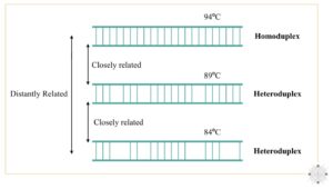 What is DNA hybridization and How does it occur? – Genetic Education