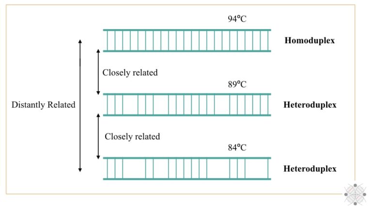 What is DNA hybridization and How does it occur? – Genetic Education