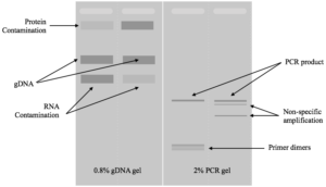 How to Read, Interpret and Analyze Gel Electrophoresis Results?