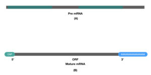 10 Unique Properties of Messenger RNA – Genetic Education