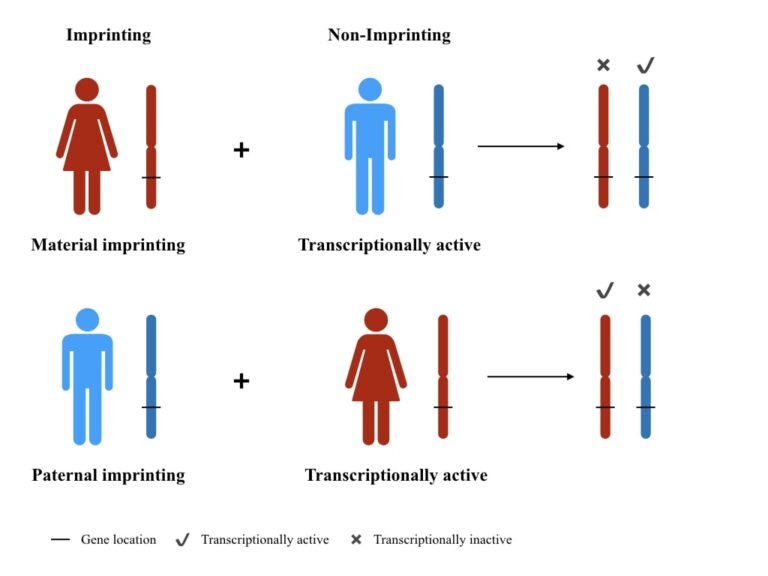 The Molecular Mechanism Of Genomic Imprinting Genetic Education The Molecular Mechanism Of Genomic Imprinting Genetic Education