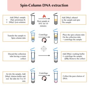 Advantages and Limitations of Spin Column DNA Extraction Technique ...